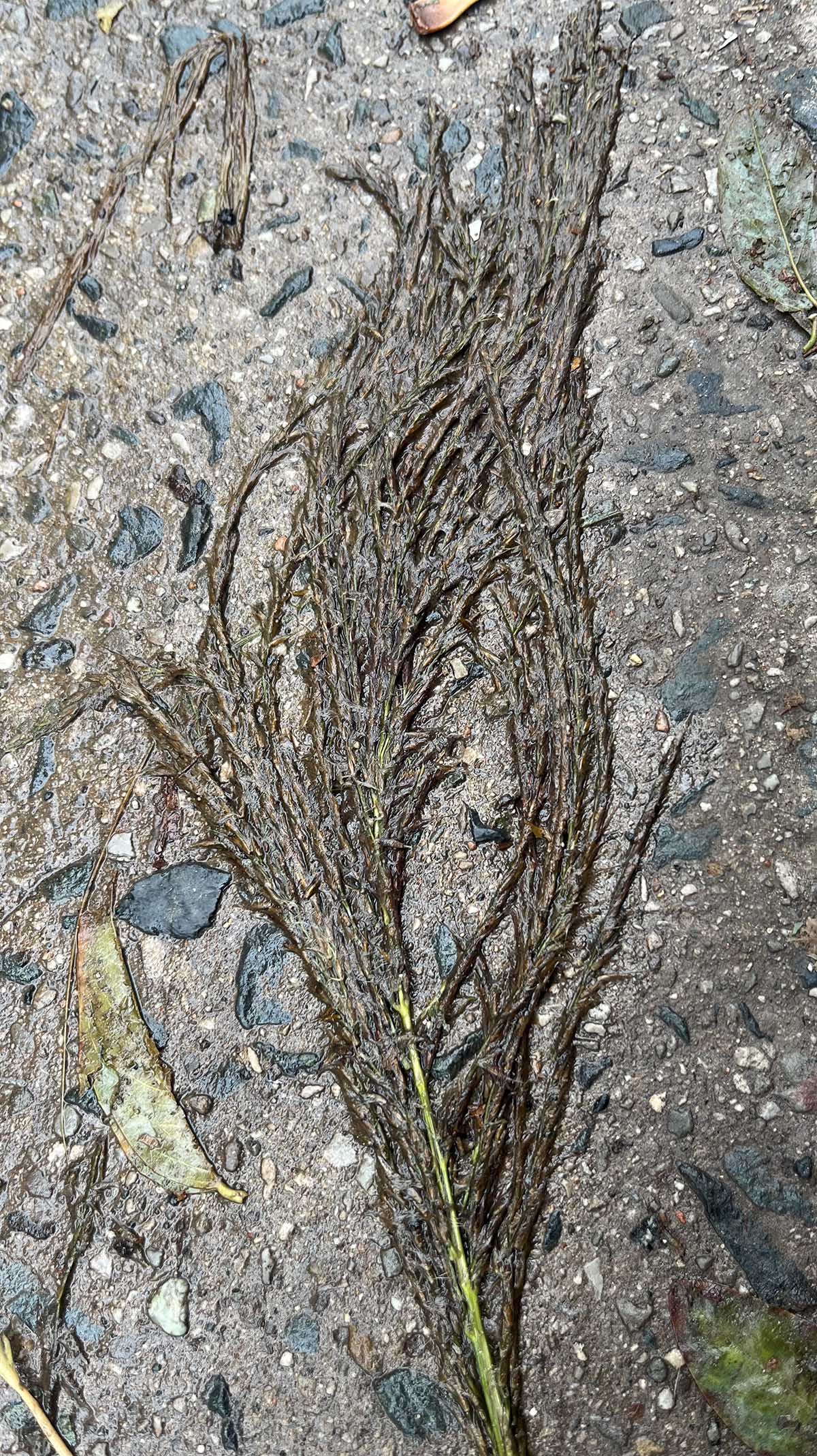 Contributors, Imprint, issue 3 - Temple in a City